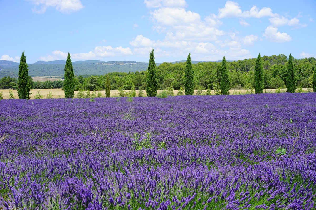 The Lavender Plant: Beyond Its Calming Properties - HubPages