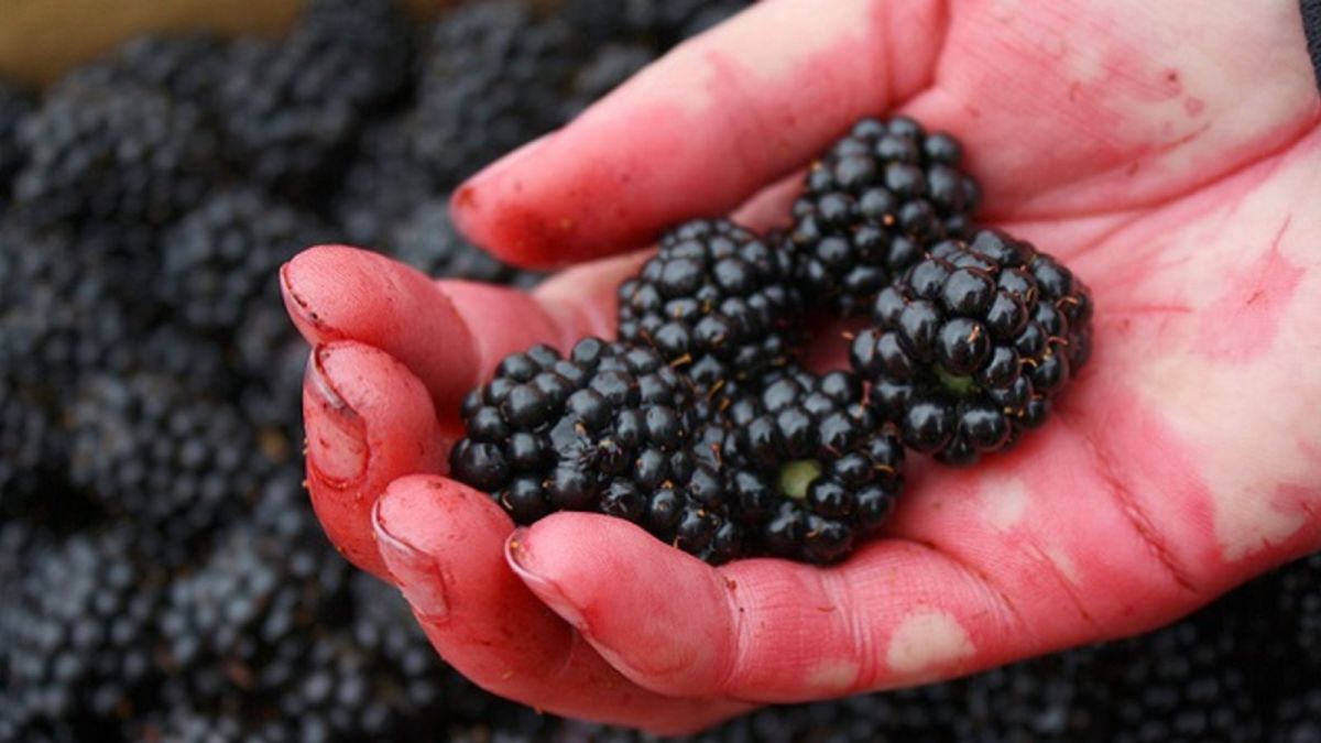 Berries Are a Natural Dye That Can Add Vibrant Color to Your Fabrics ...