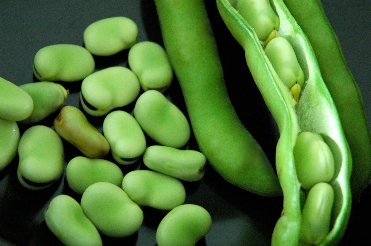A Comprehensive Guide on How to Cultivate "Lucky" Broad Beans - HubPages