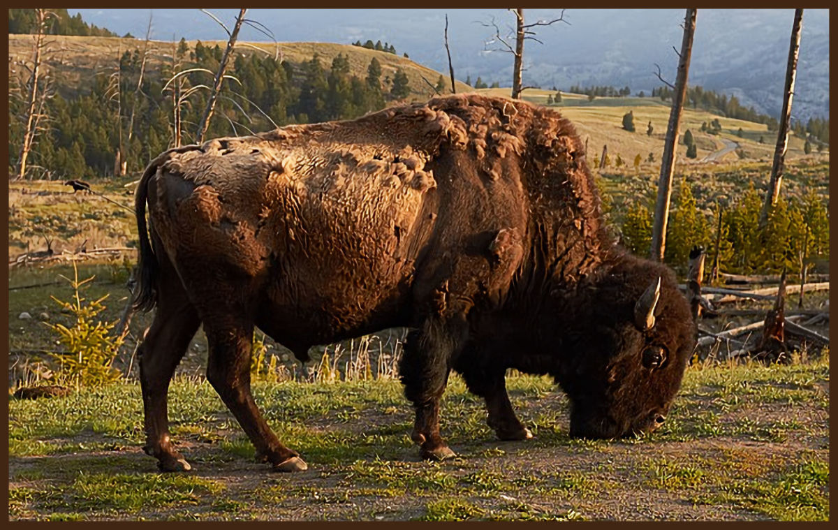 Wonka Tonka - A Tribute to Native Americans - HubPages