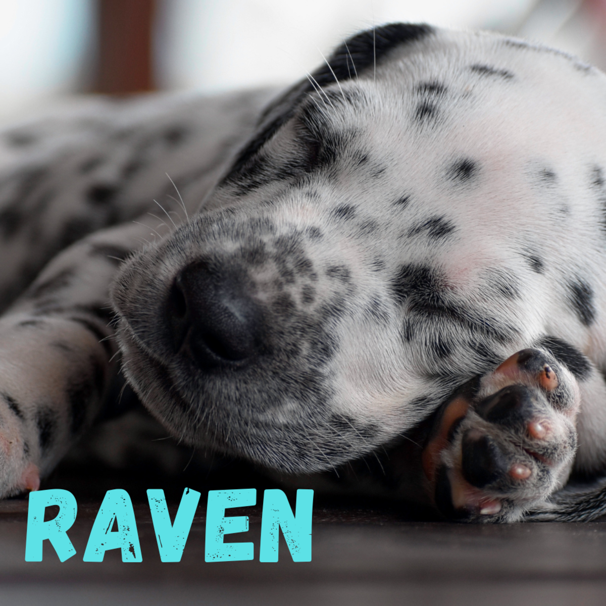 200+ Unique Girl Puppy Names With Meaning - HubPages