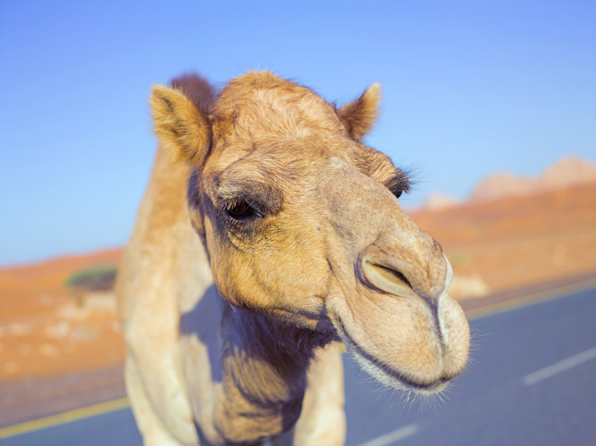 Man’s Taxi Hits Full Grown Camel and the Damage to the Car Is Insane ...
