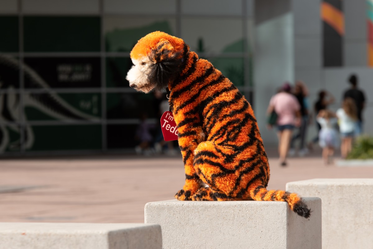 Puppy With Tiger Stripes Unlike Anything Seen Before - HubPages