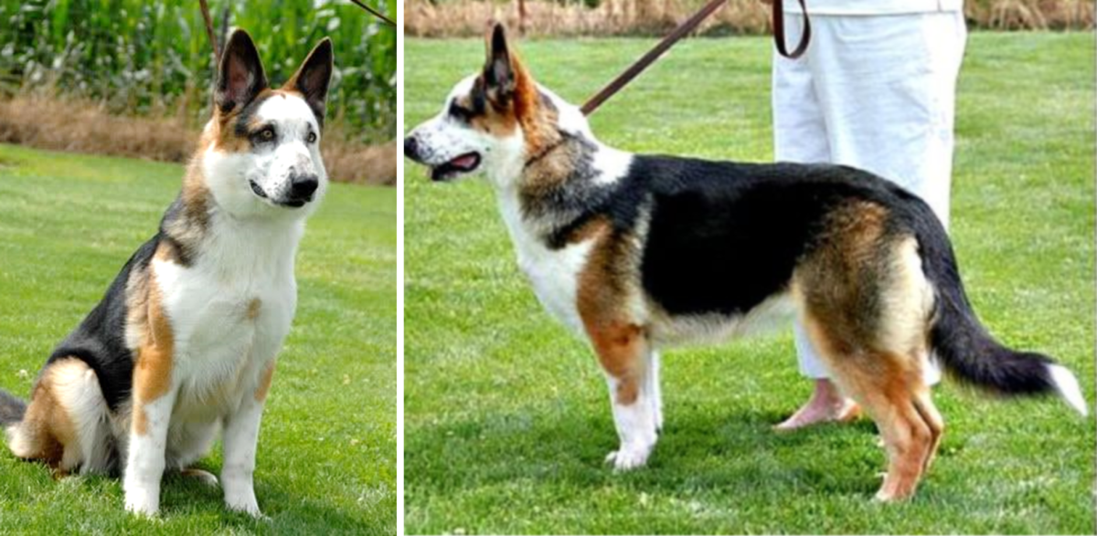 15 Unusual Looking Dogs With Rare Coats and Colors - HubPages