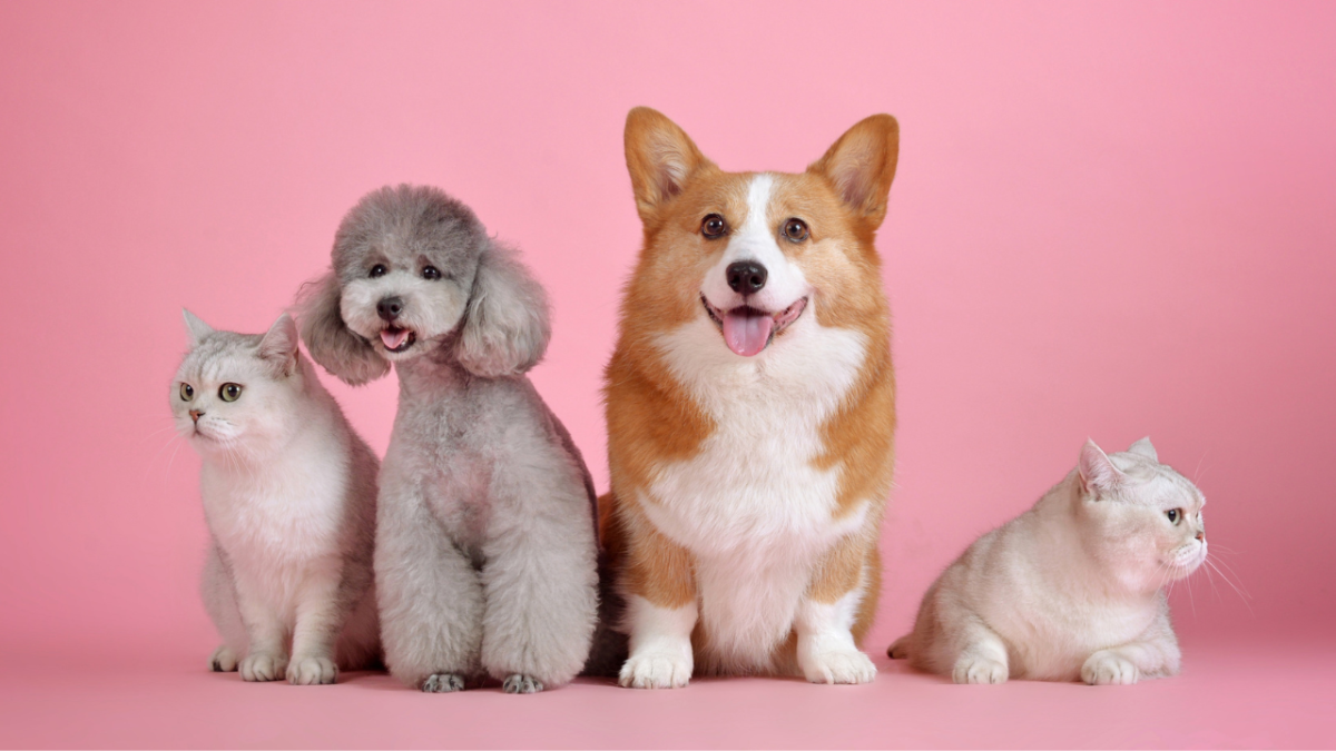 201 Food Inspired Name Ideas For Pets HubPages
