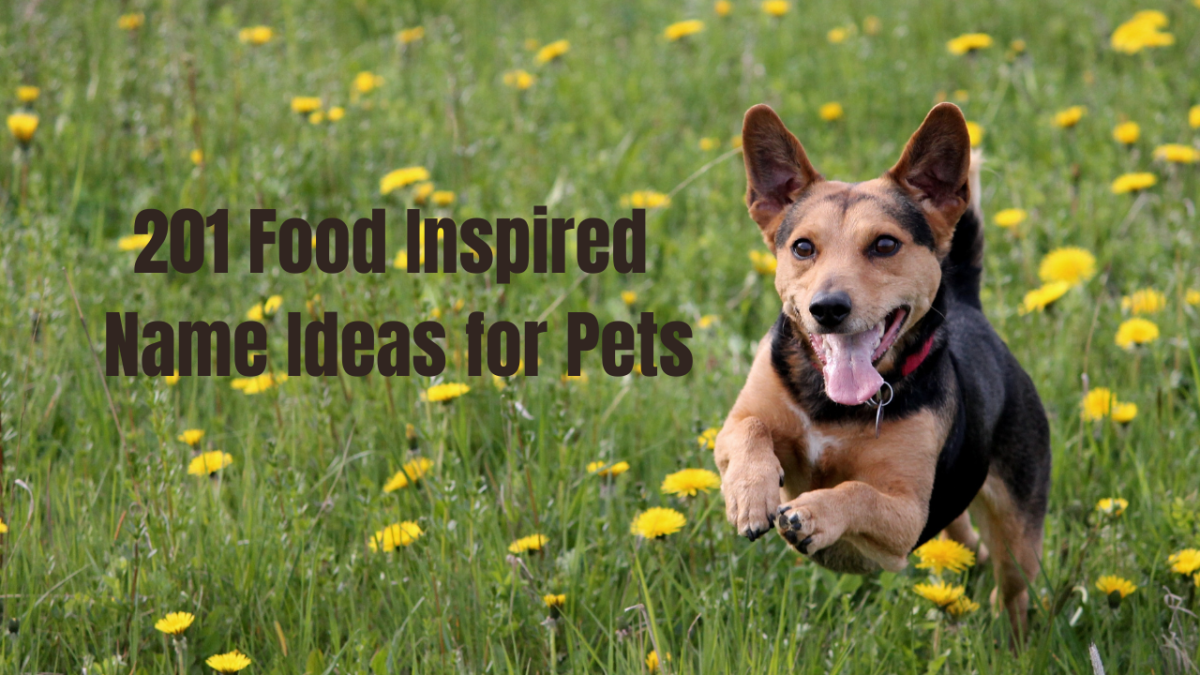 201 Food Inspired Name Ideas For Pets HubPages