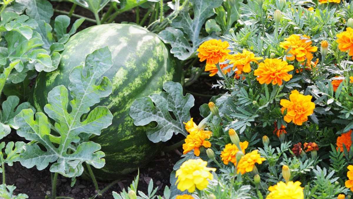 How Companion Planting and Crop Rotation Benefit Vegetable Gardens ...
