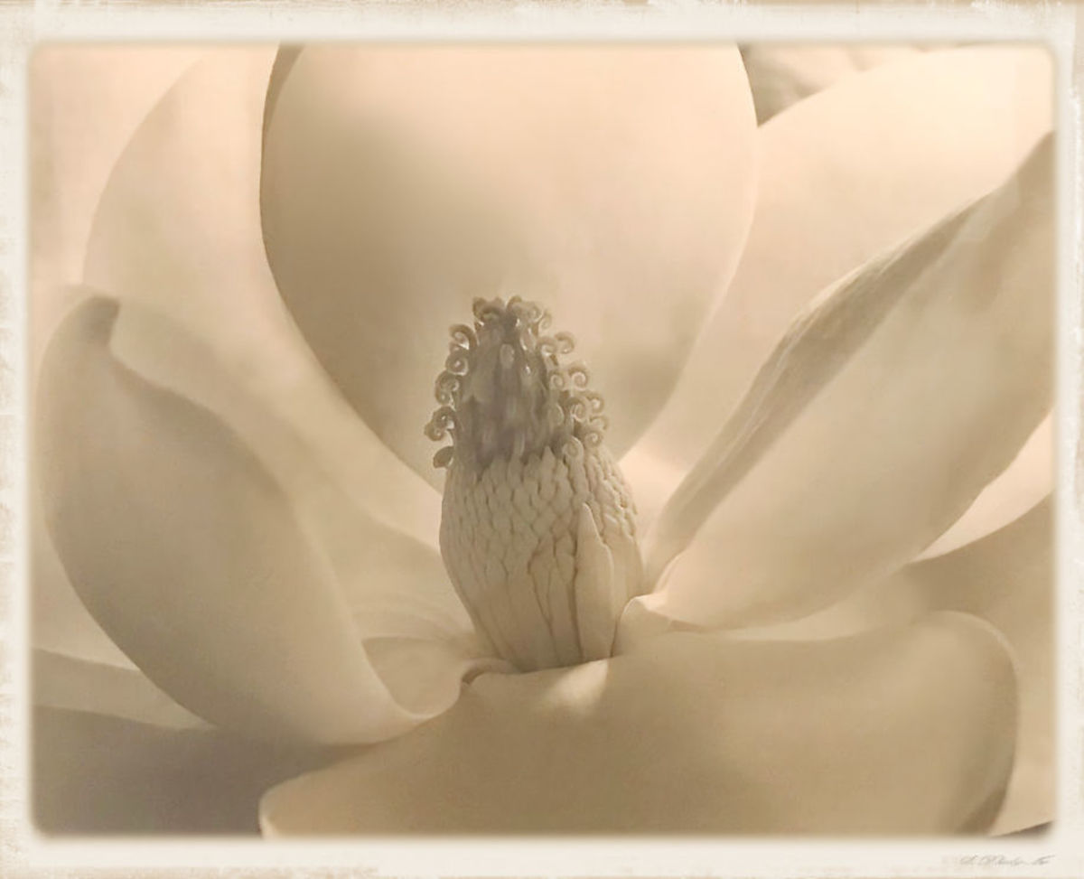 Ten Famous Photographers to Celebrate on World Art Day - HubPages