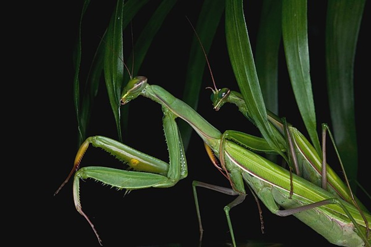 The Alien Insect: Praying Mantises - HubPages