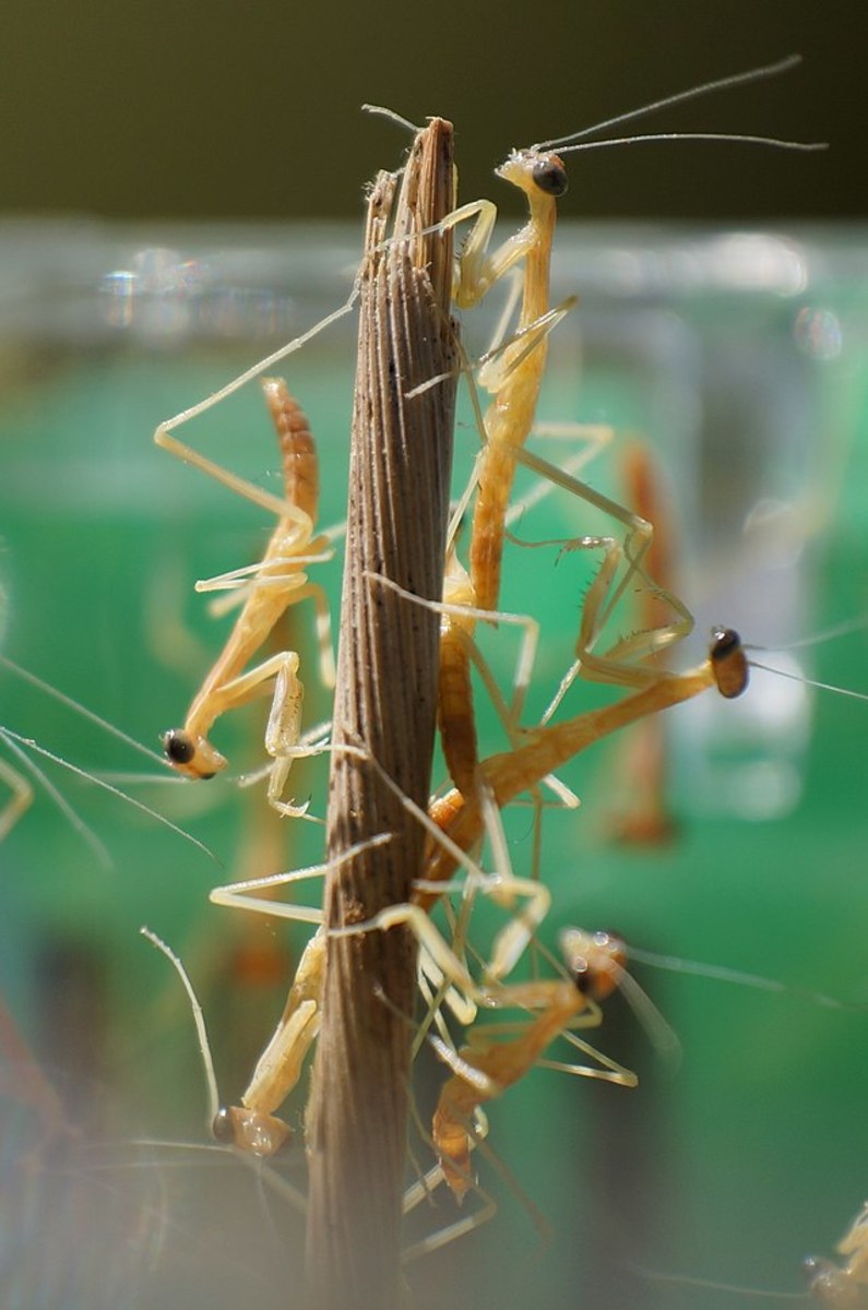 The Alien Insect: Praying Mantises - HubPages