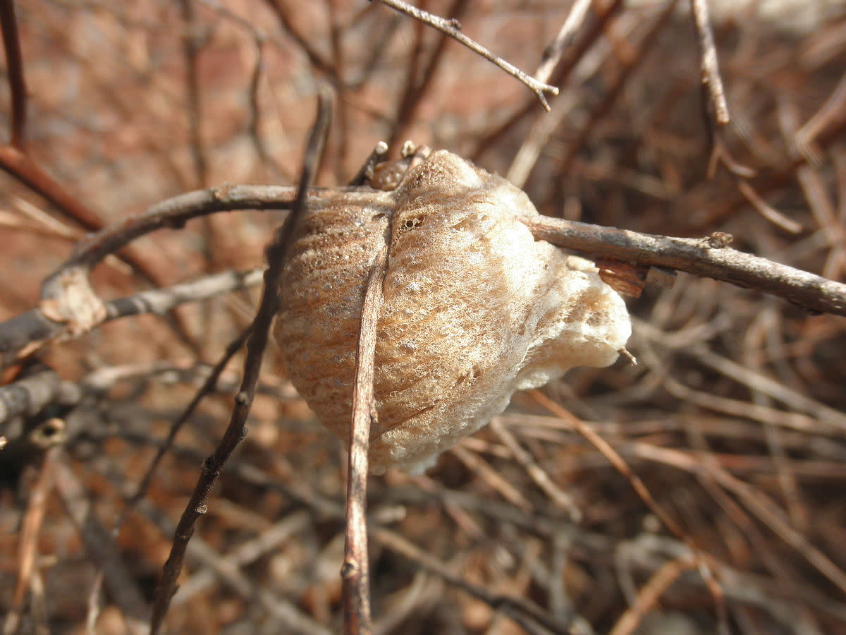 The Alien Insect: Praying Mantises - HubPages