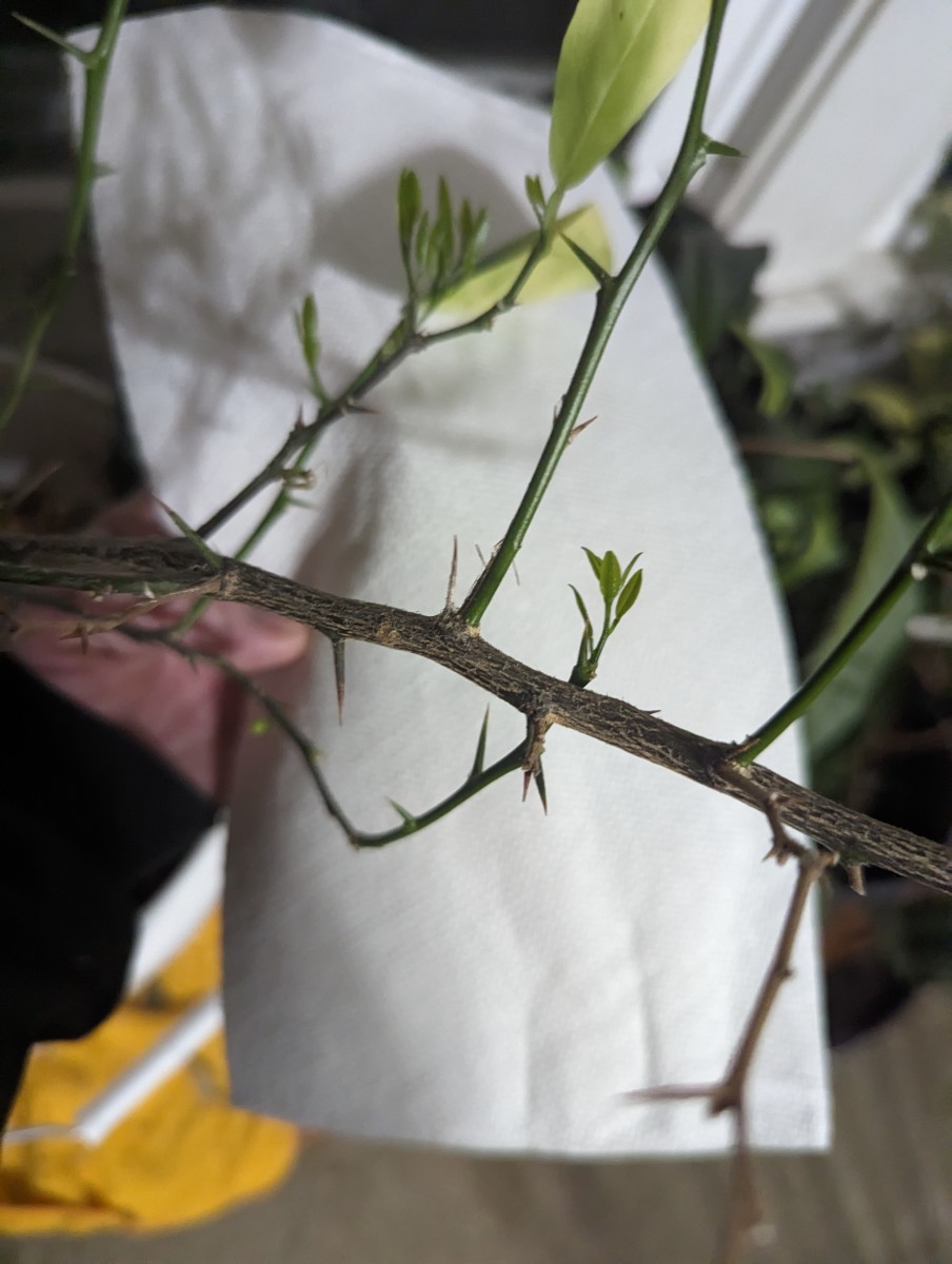 Lemon Tree Molt - looks Dead, but Wait for It - HubPages