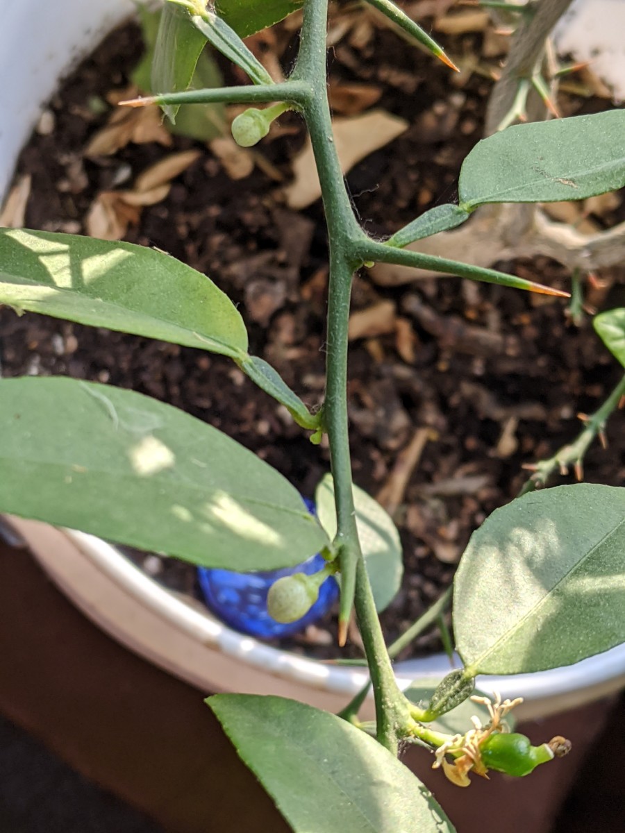 Lemon Tree Molt - looks Dead, but Wait for It - HubPages