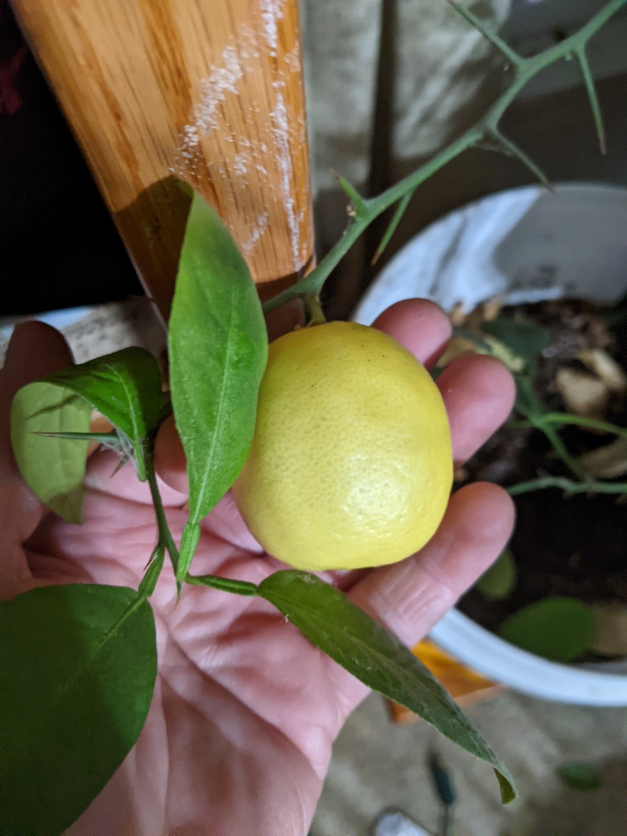 Lemon Tree Molt - looks Dead, but Wait for It - HubPages