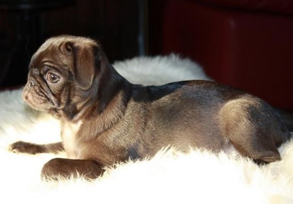 Pug Coat and Color Varieties - HubPages