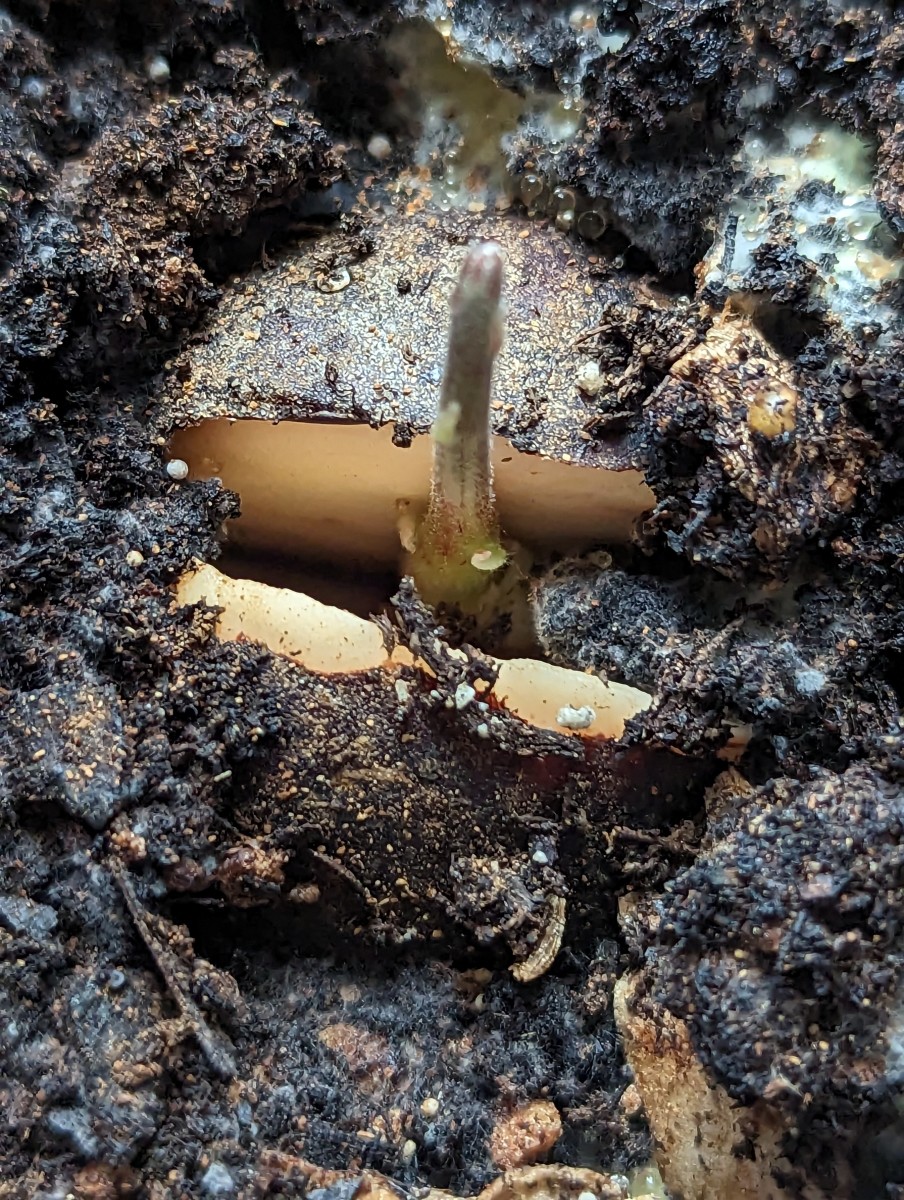 Avocado - Putting Rooted into Dirt - HubPages