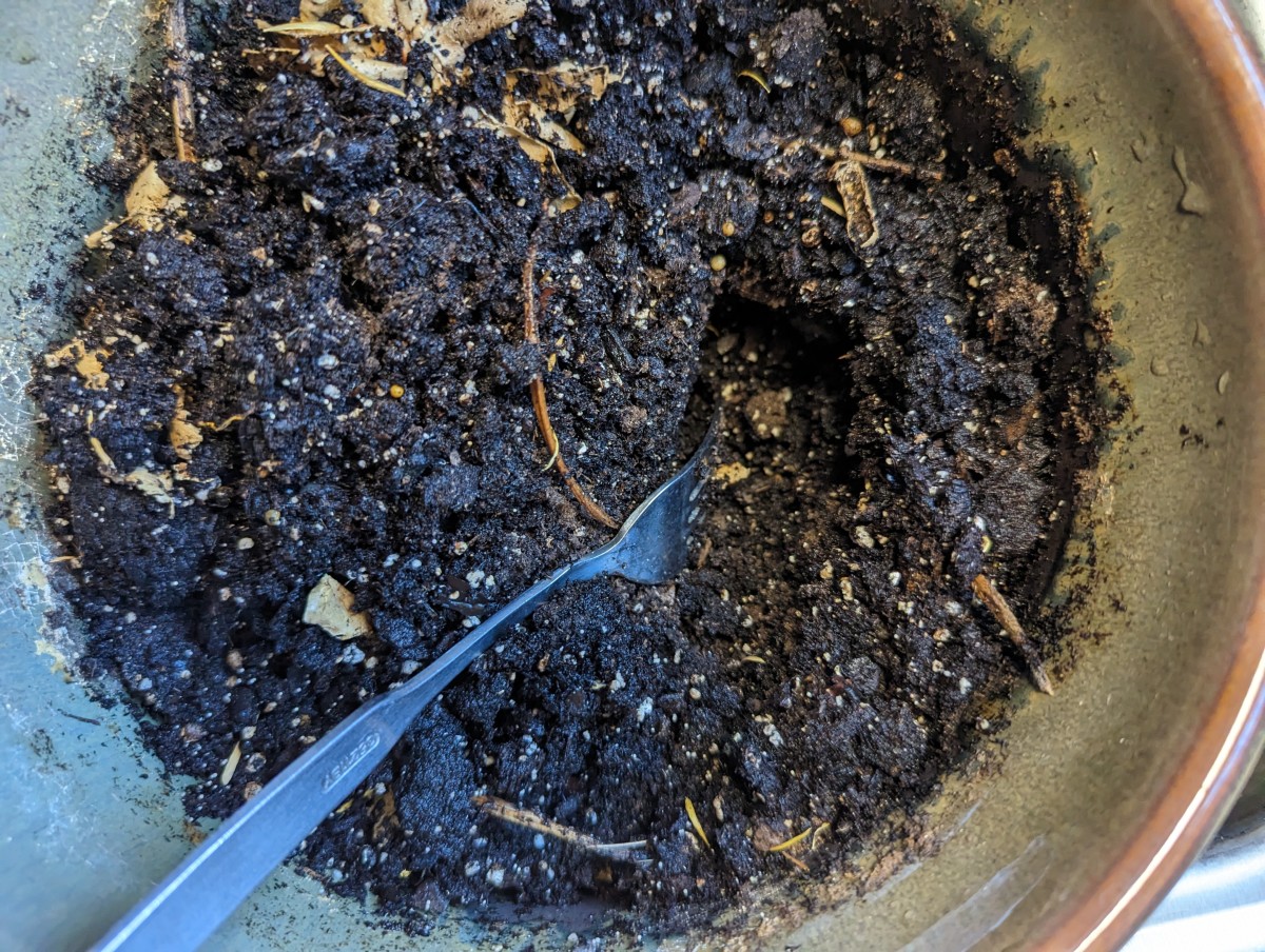 Avocado - Putting Rooted into Dirt - HubPages