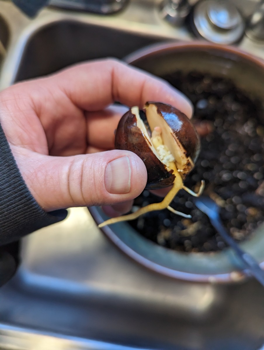 Avocado - Putting Rooted into Dirt - HubPages