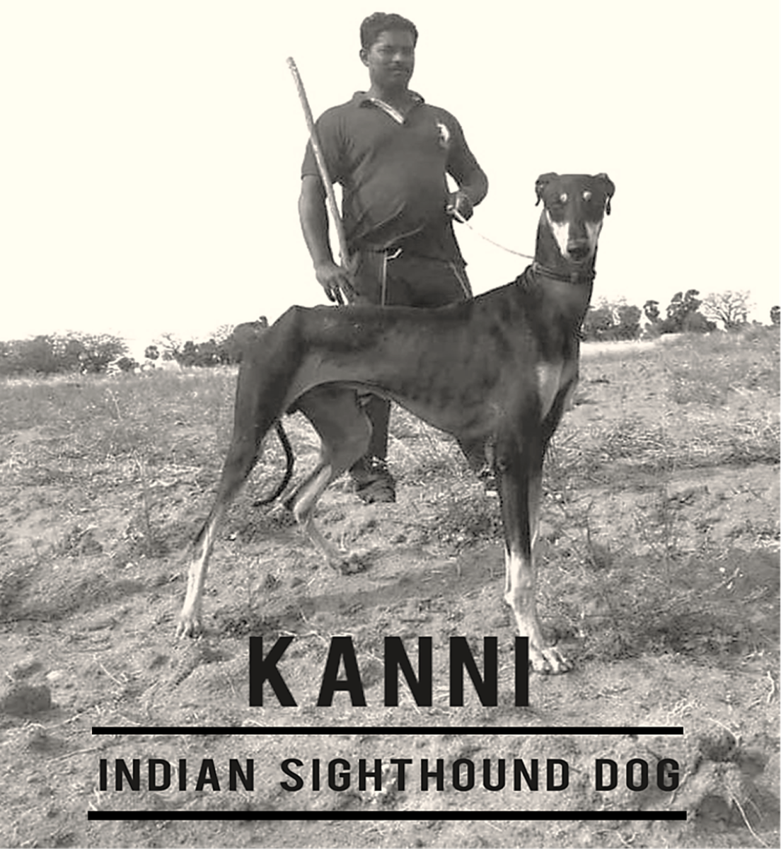 Kanni Dog: Breed Information, Facts and Characteristics - HubPages