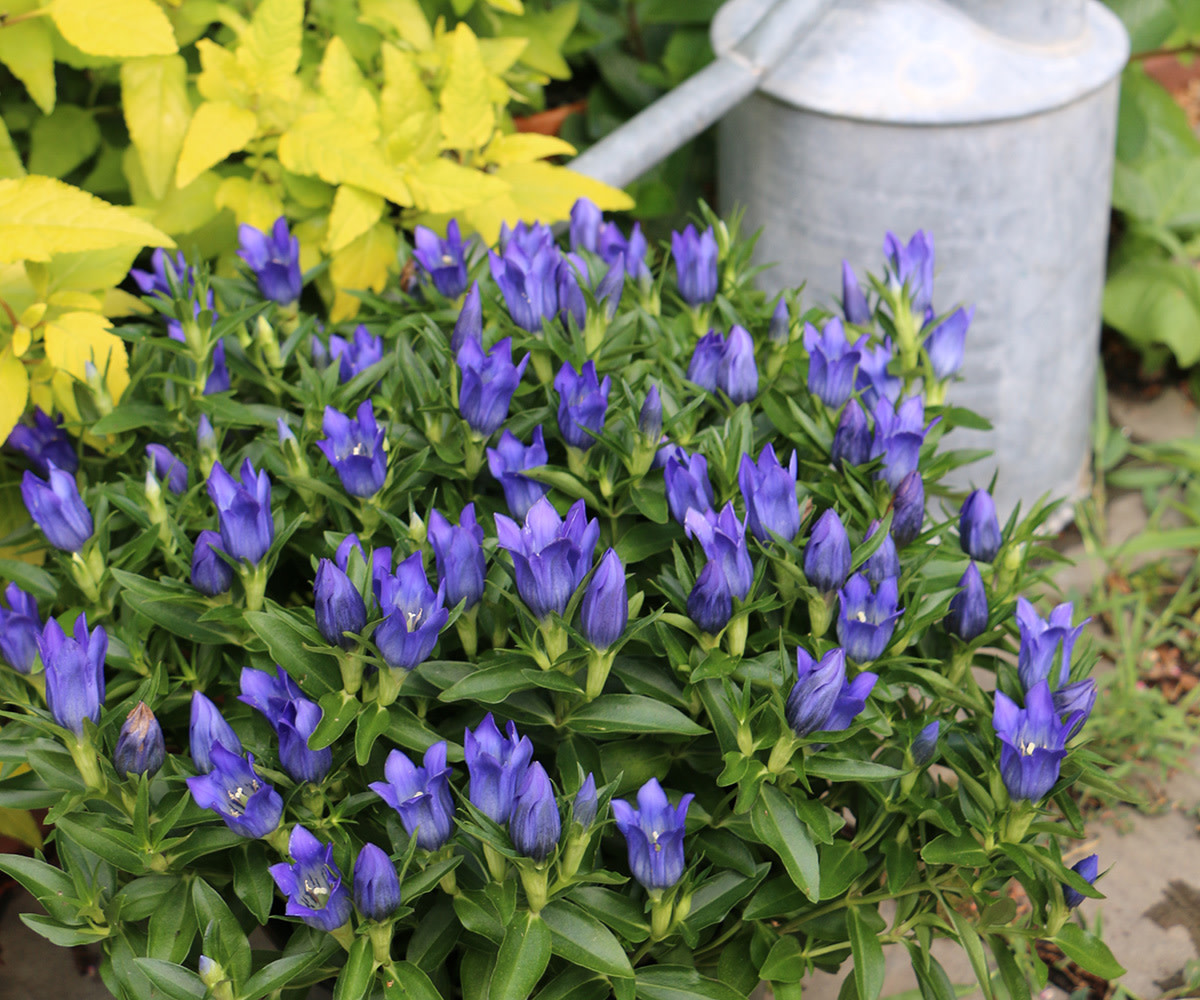 10 Ornamental Perennials for a Year-Round Flower-Filled Garden - HubPages