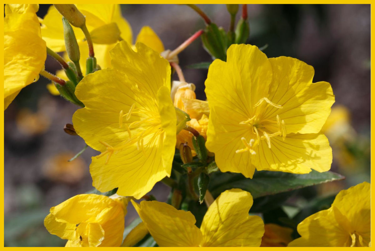 Discover Texas Bluebonnets and Wildflowers: A Guide to the Lone Star ...