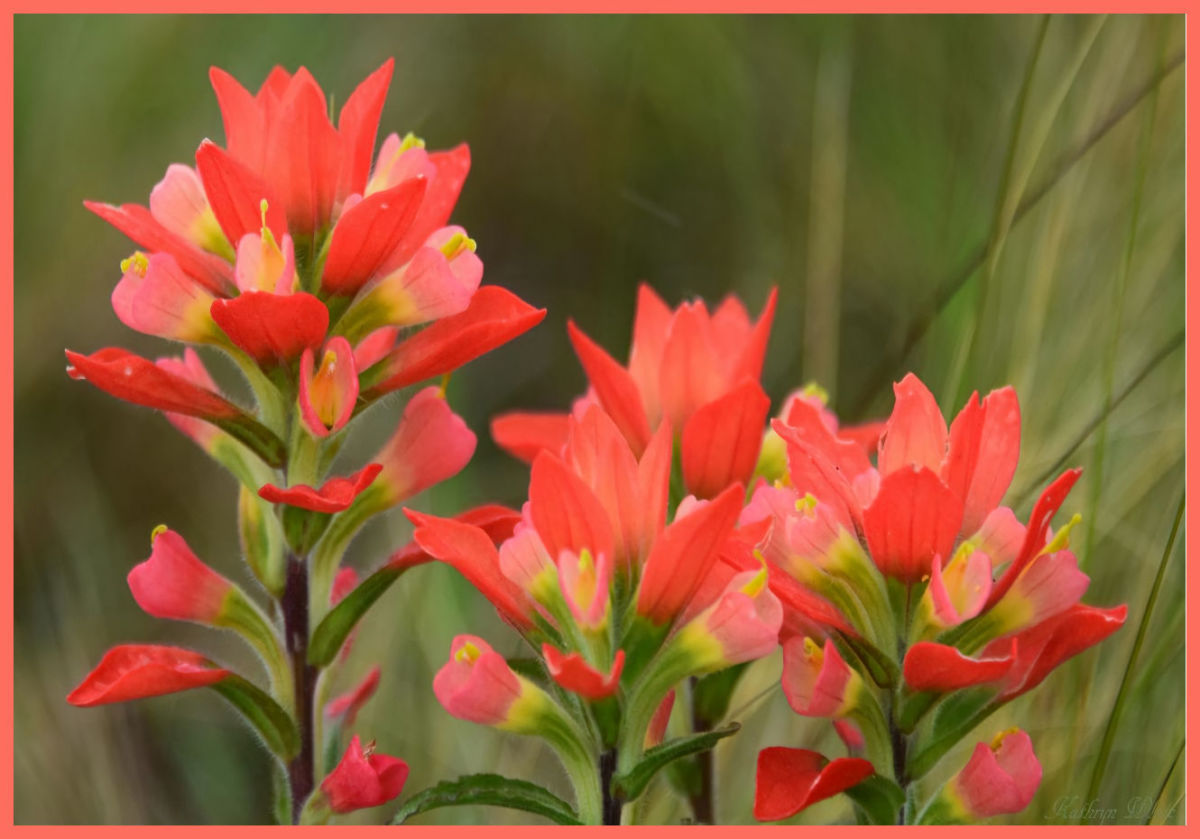 Discover Texas Bluebonnets and Wildflowers: A Guide to the Lone Star ...