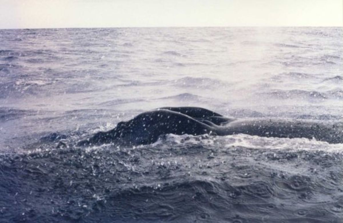 Maui Whale - HubPages