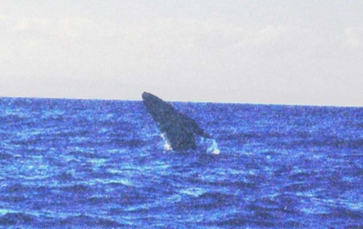 Maui Whale - HubPages