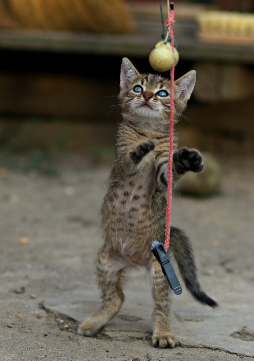 Eight Ways to Cut Costs–Not Care–for your Pets - HubPages