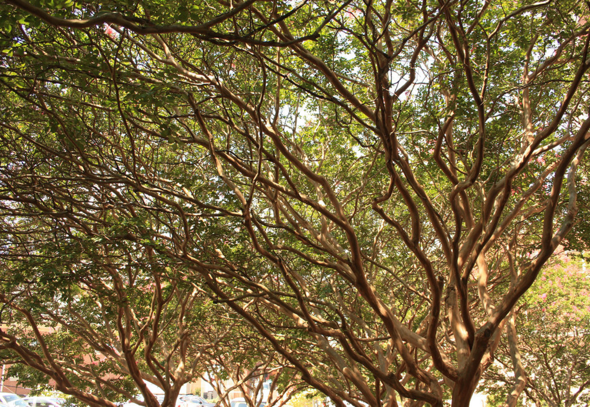 How to Plant and Fertilize Crape Myrtle - HubPages