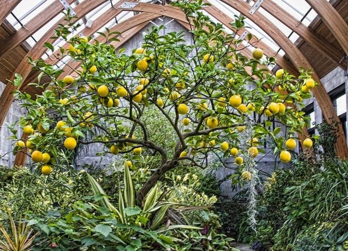 A Comprehensive Guide to Growing Lemon Trees - HubPages