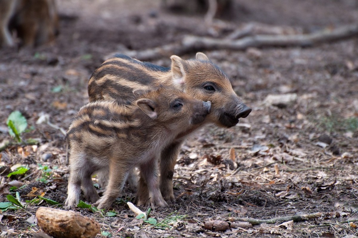 The Menace of Wild Pigs - HubPages
