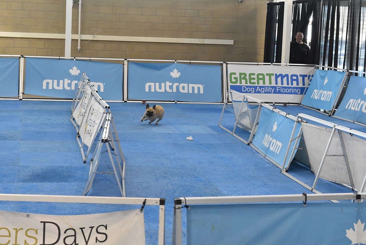 Unleash the Fun with 7 Pawsome Dog Sports - HubPages