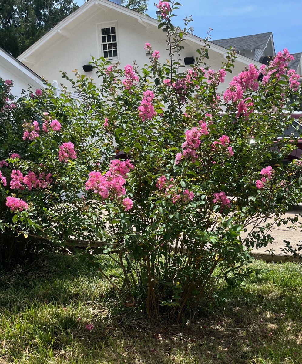 Pruning Crepe Myrtle Seed Pods at Martin Loya blog