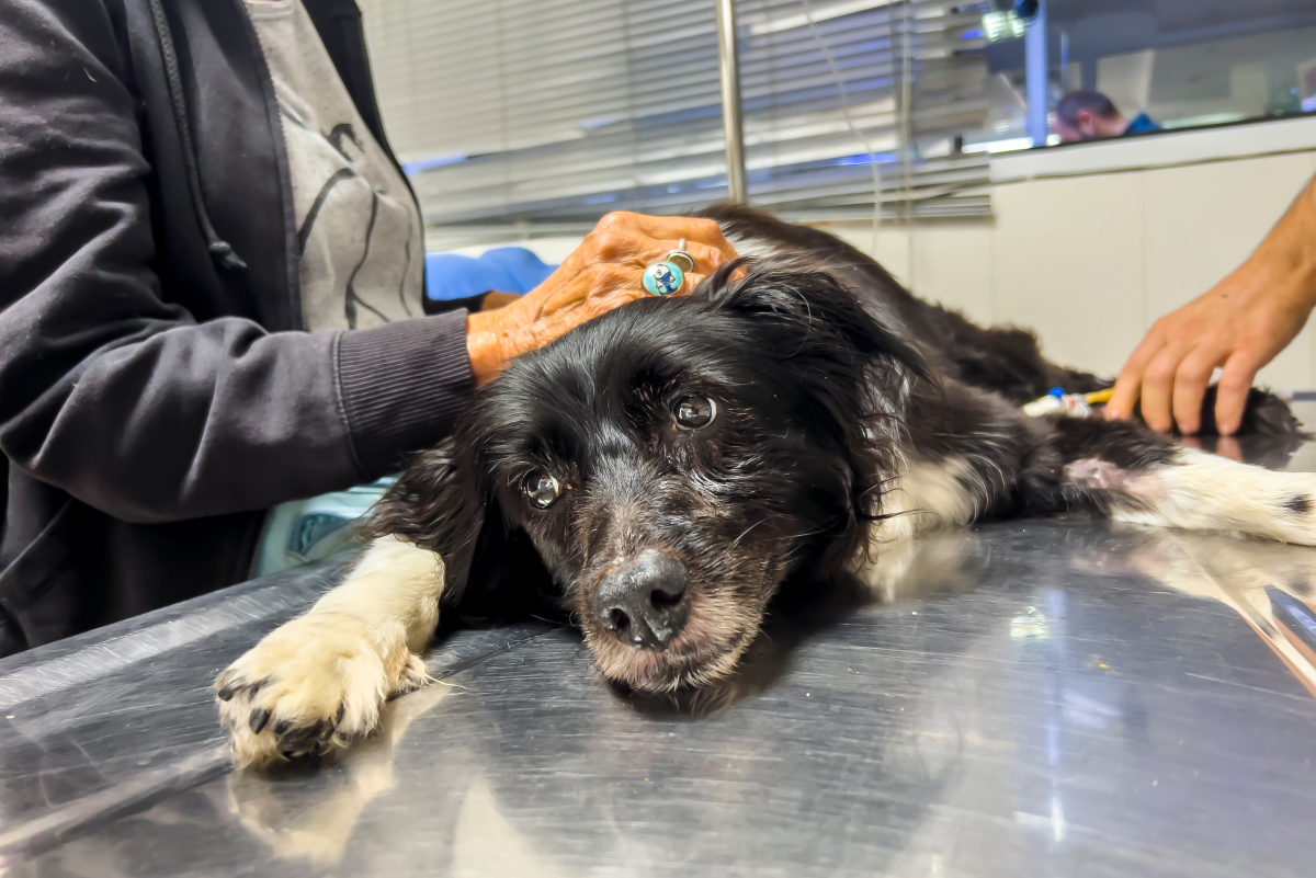 Animal Euthanasia Animal Euthanasia