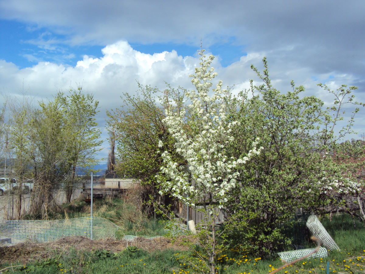 Spring Spring Spring! - HubPages