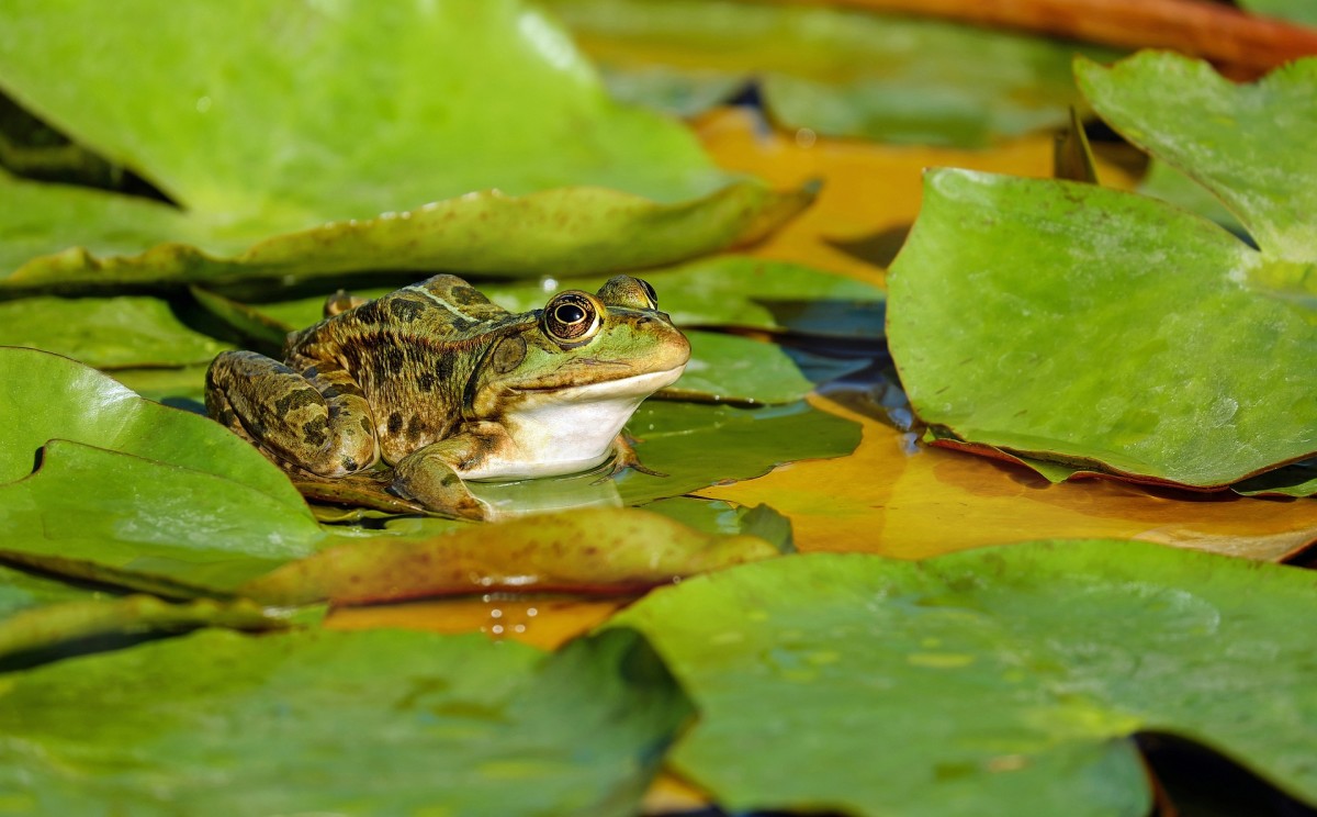 Frogs: Fascinating and Diverse Amphibians - HubPages