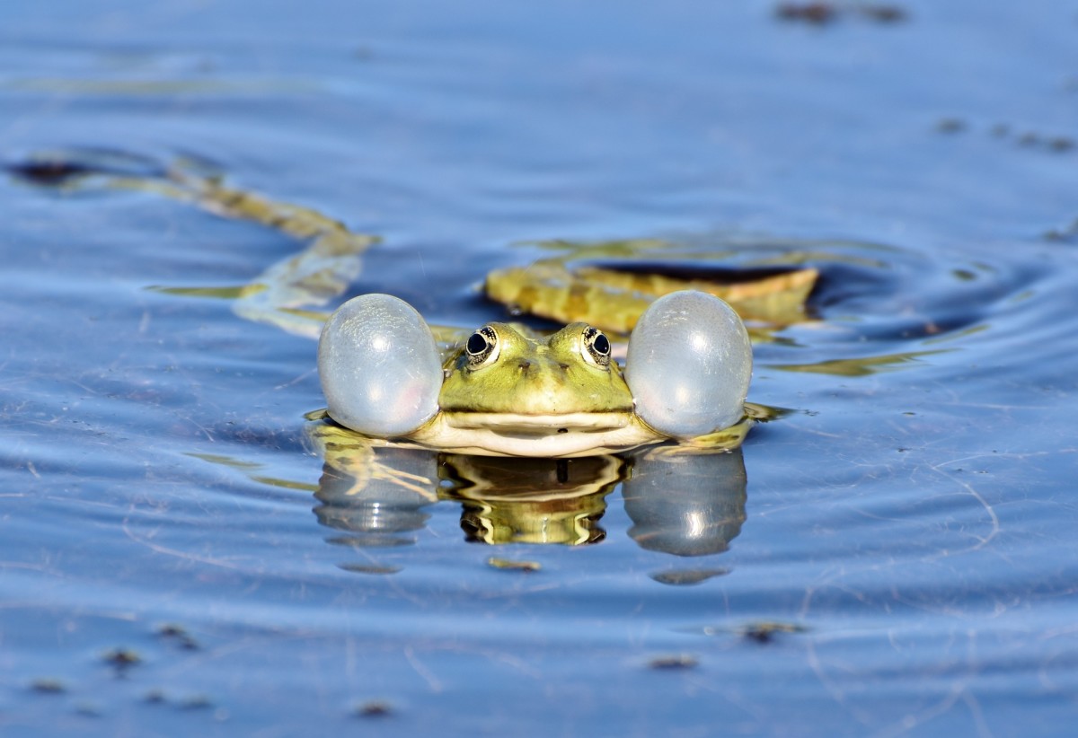 Frogs: Fascinating and Diverse Amphibians - HubPages