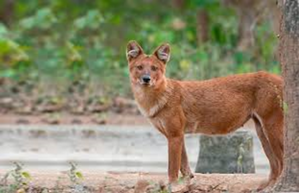 11 Indian Dog Breeds at Risk of Extinction - HubPages