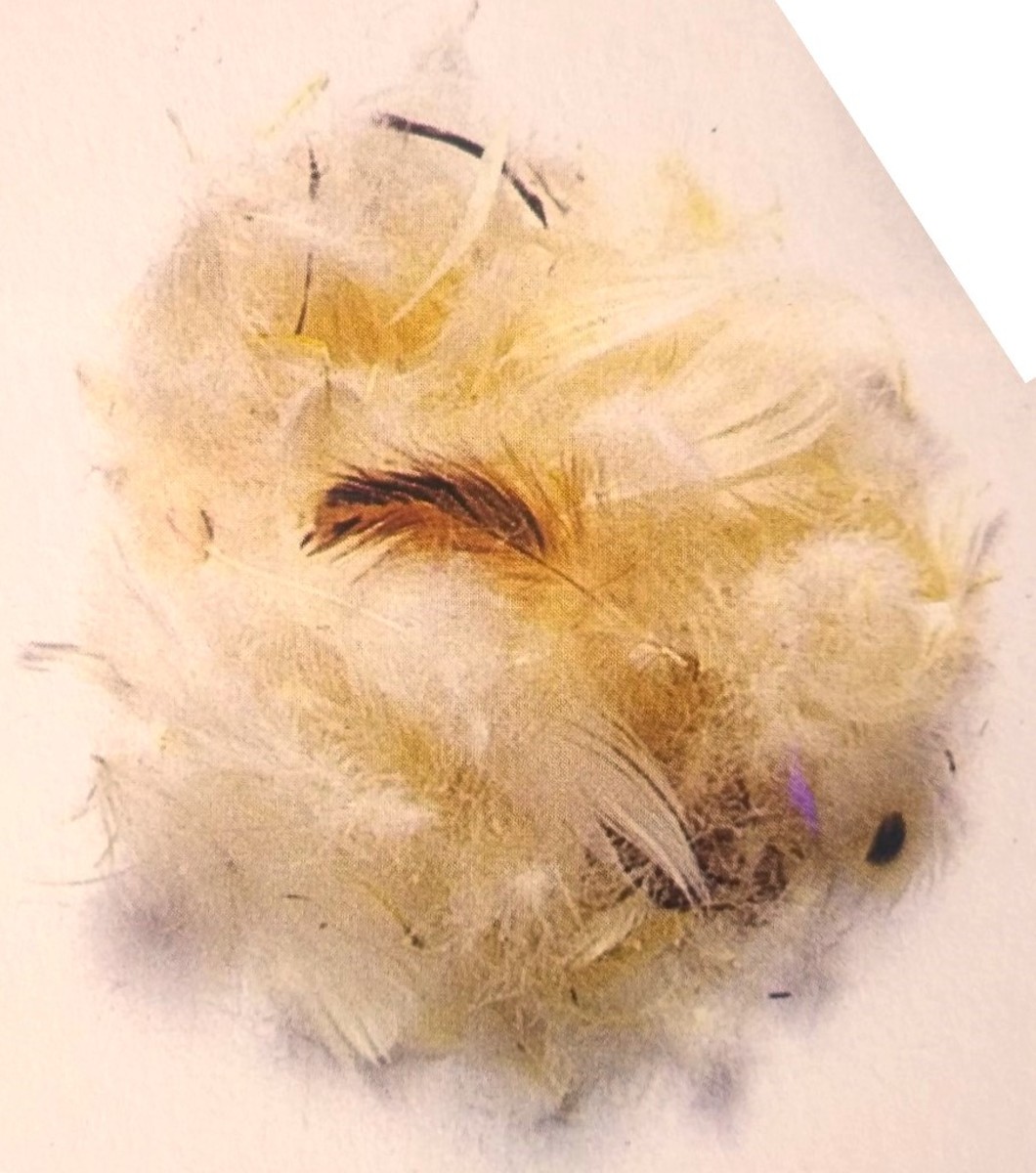 Cushion Fillings - HubPages