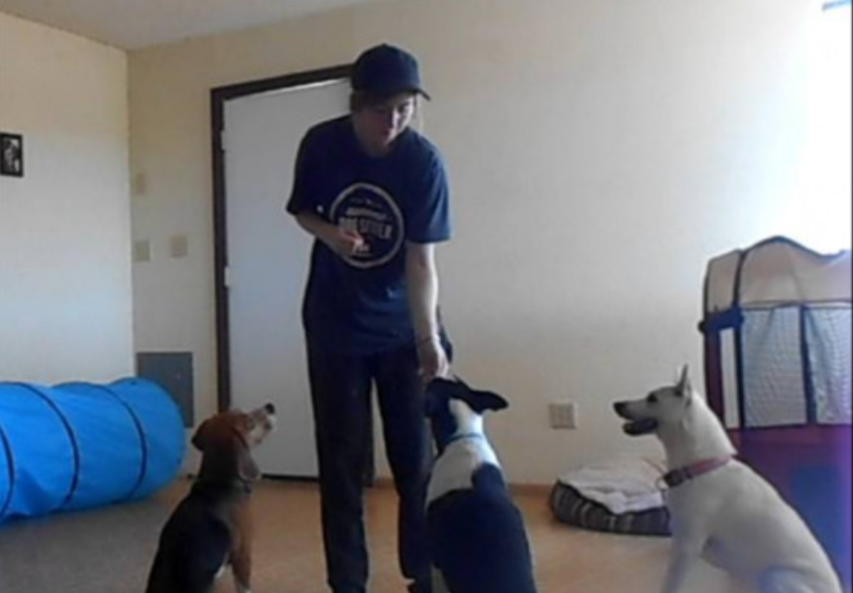 15 Tips for Managing a Multi-Dog Household - HubPages