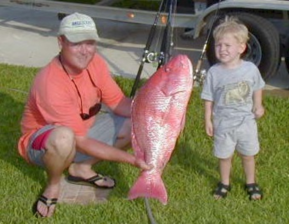 Red Snapper Fishing: Restrictions, Population Rebound, and a Personal ...
