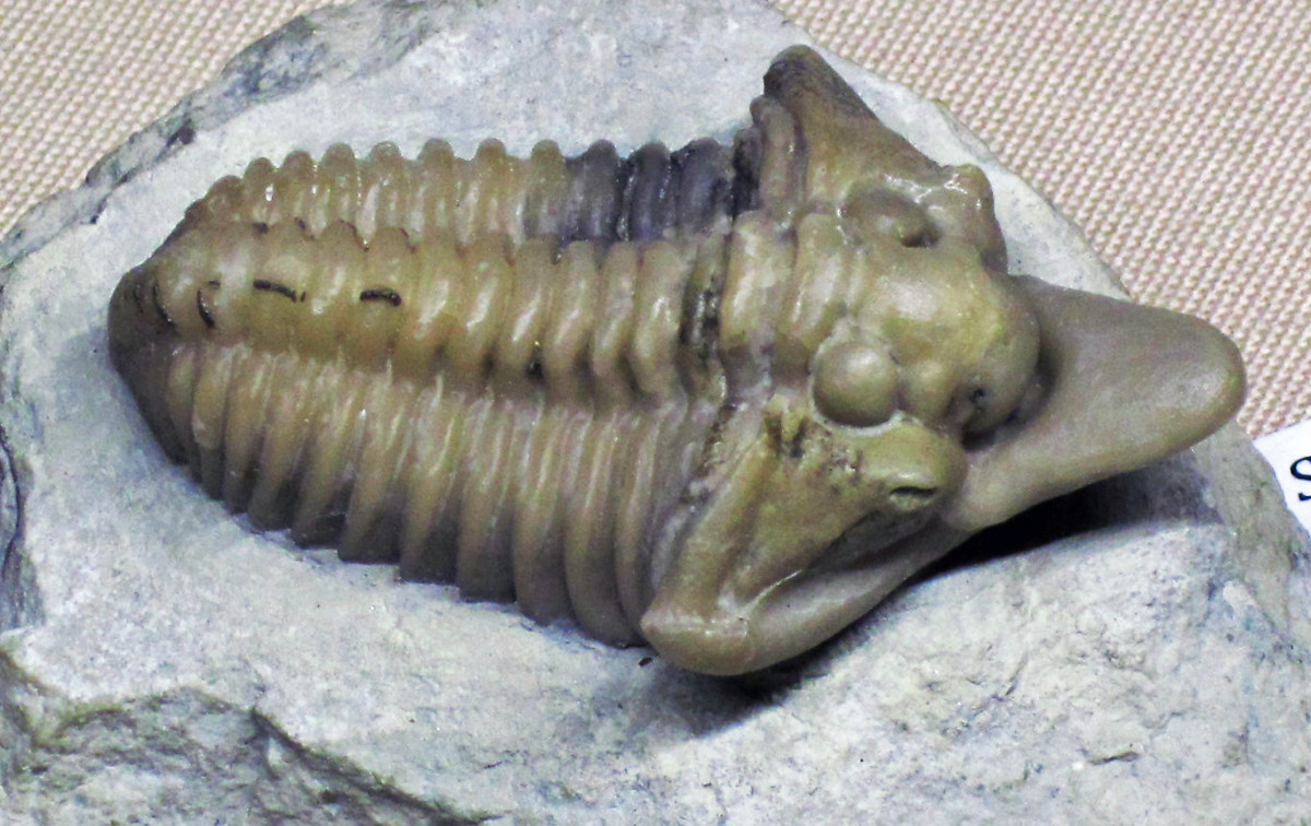 Trilobites: Earth's Aquatic Oddities That Survived for 300 Million ...