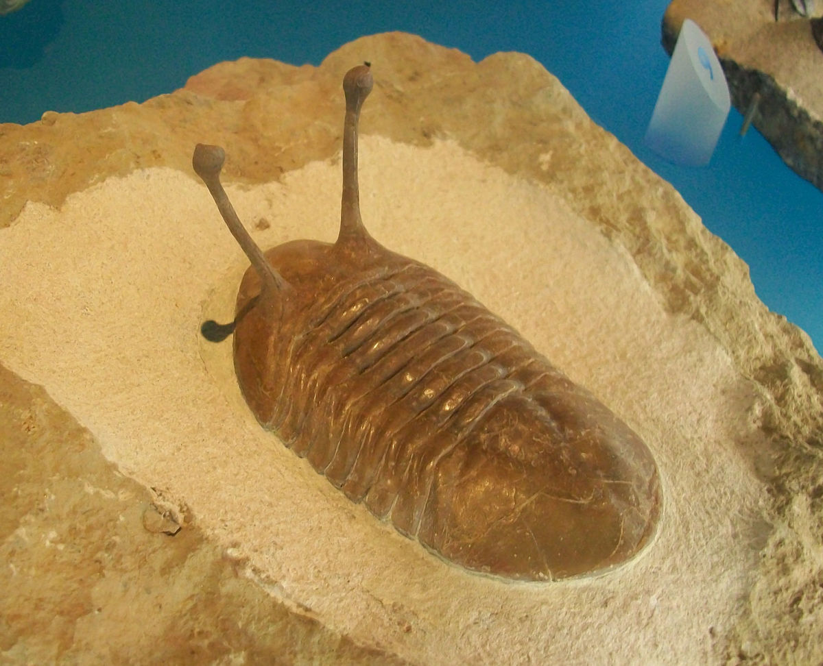 Trilobites: Earth's Aquatic Oddities That Survived for 300 Million ...