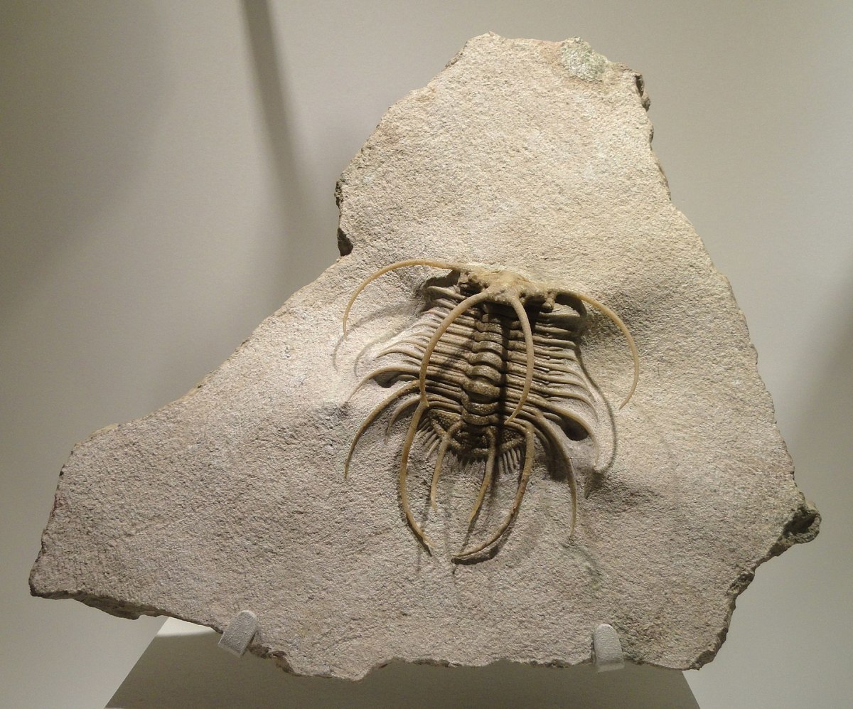 Trilobites: Earth's Aquatic Oddities That Survived for 300 Million ...