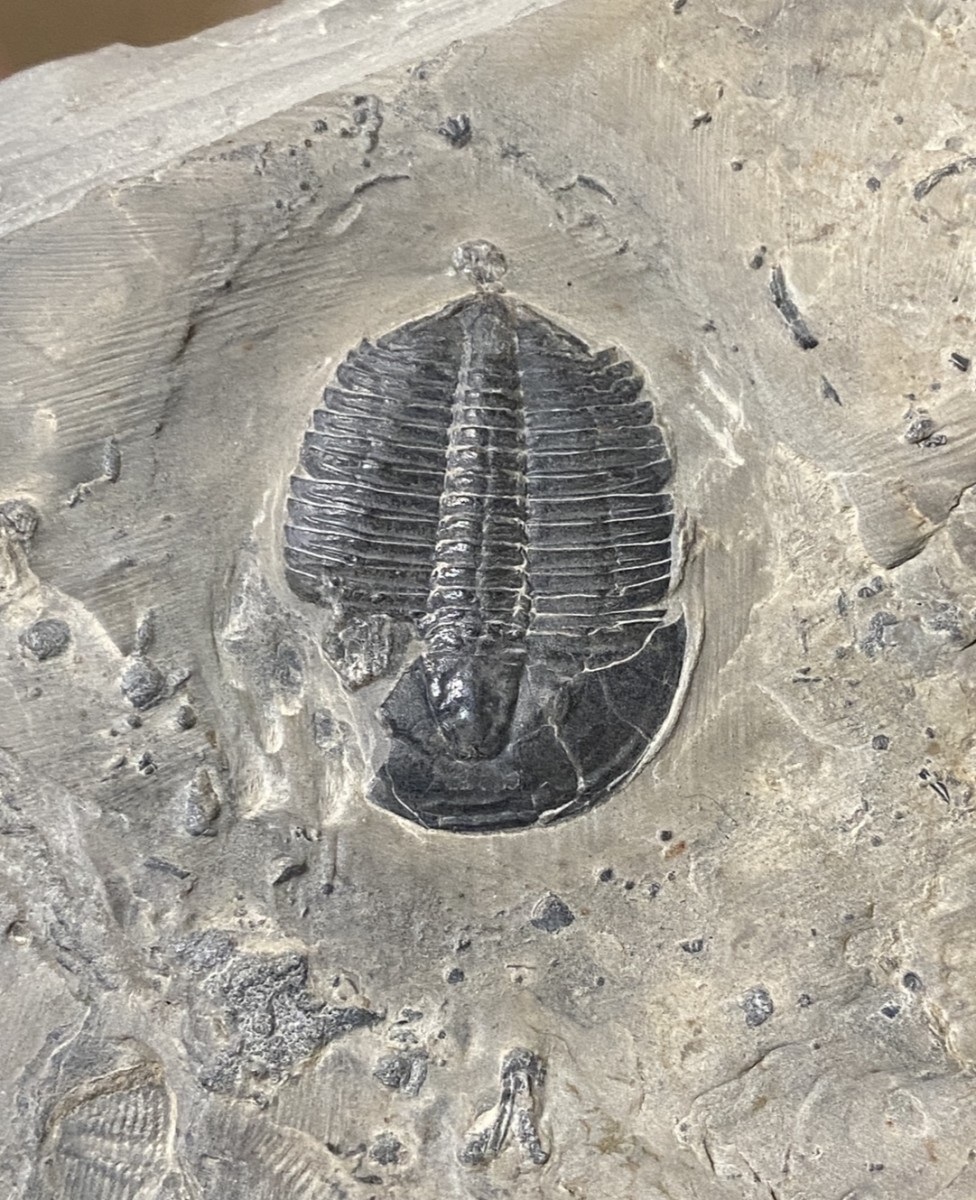 Trilobites: Earth's Aquatic Oddities That Survived for 300 Million ...