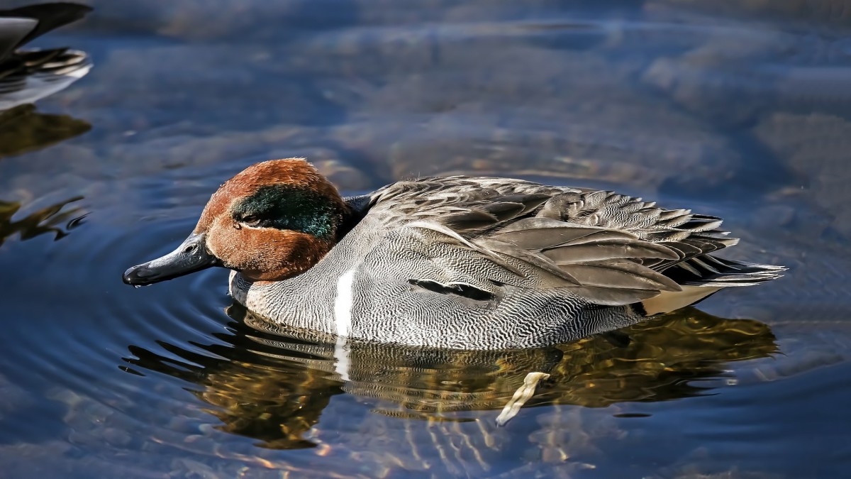 Dabblers, Divers, and Sea-Farers: Exploring the Distinct Types of Ducks ...