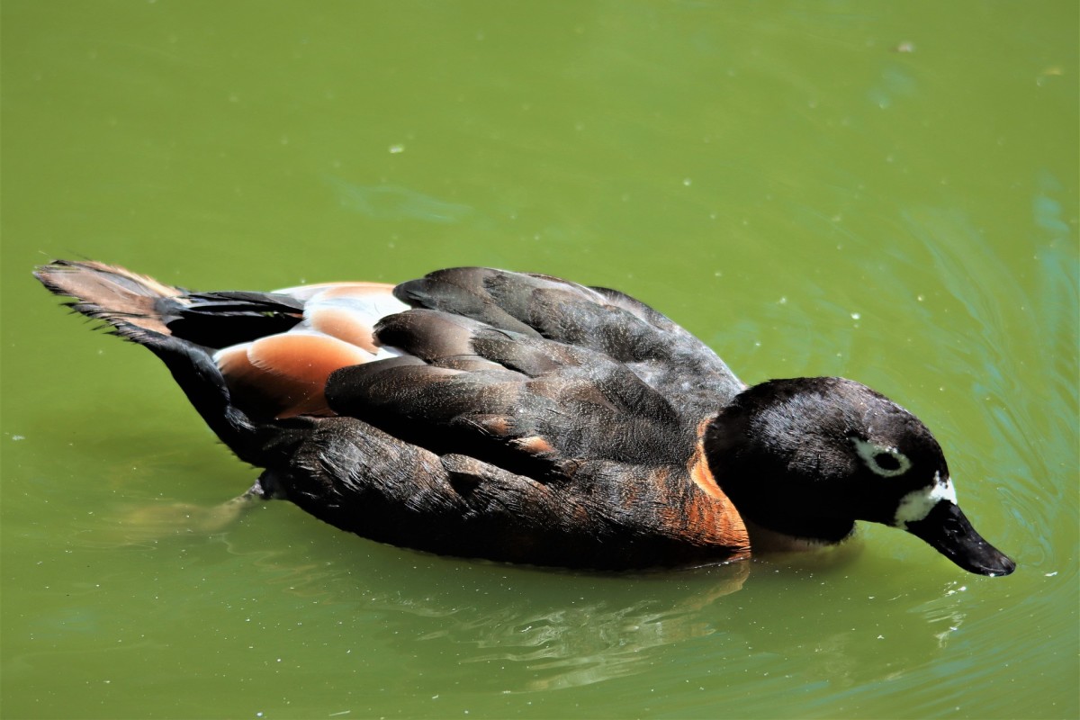 Dabblers, Divers, and Sea-Farers: Exploring the Distinct Types of Ducks ...