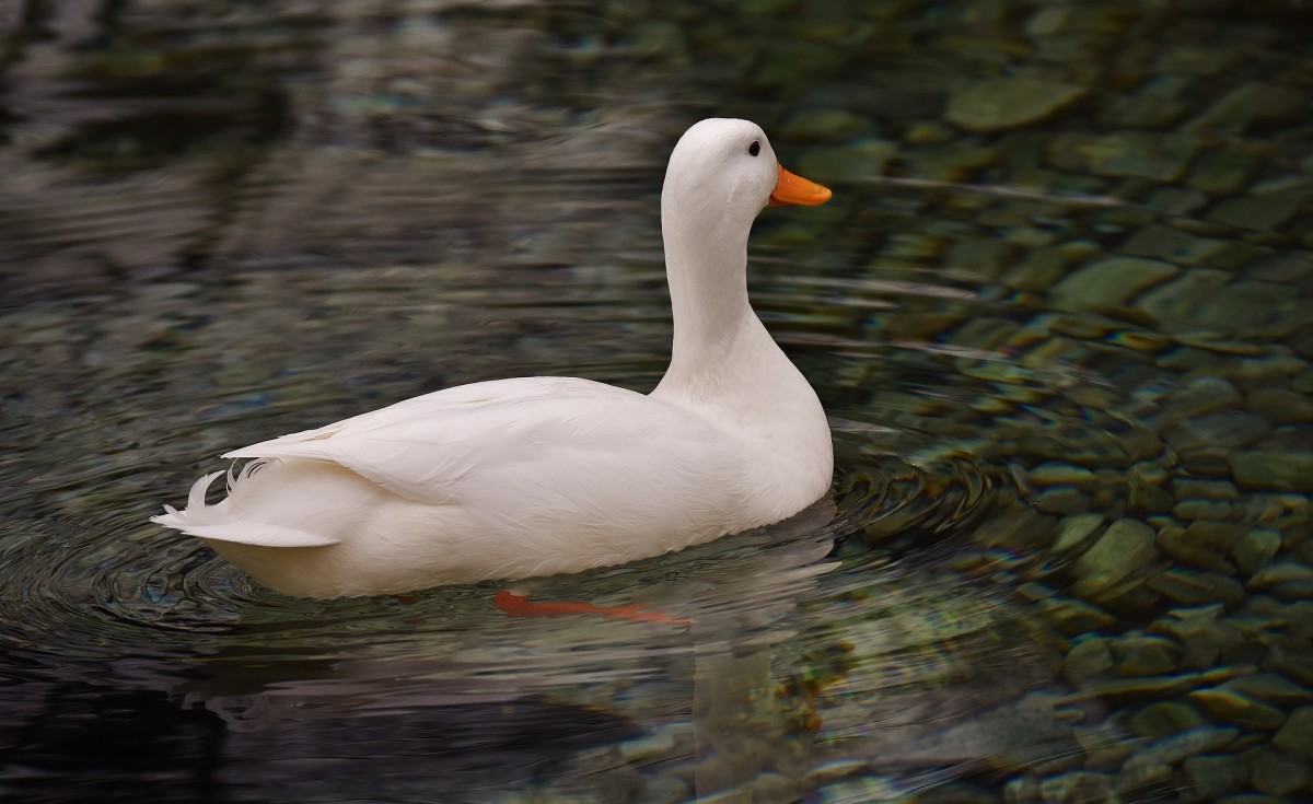 Dabblers, Divers, and Sea-Farers: Exploring the Distinct Types of Ducks ...