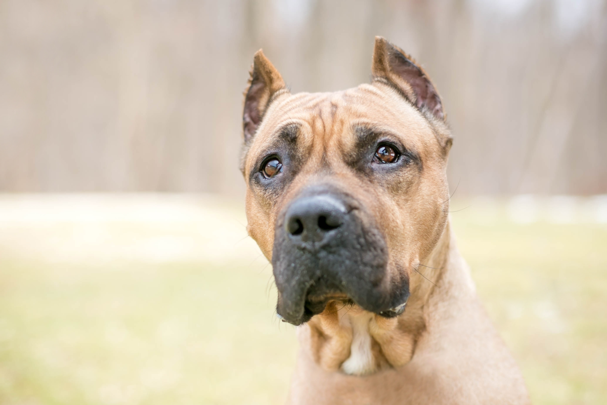 Can You Crop A 1 Year Old Dogs Ears